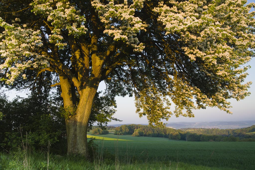 Fotoreviere in Deutschland: Mainfranken - Naturfotografien aus Deutschland