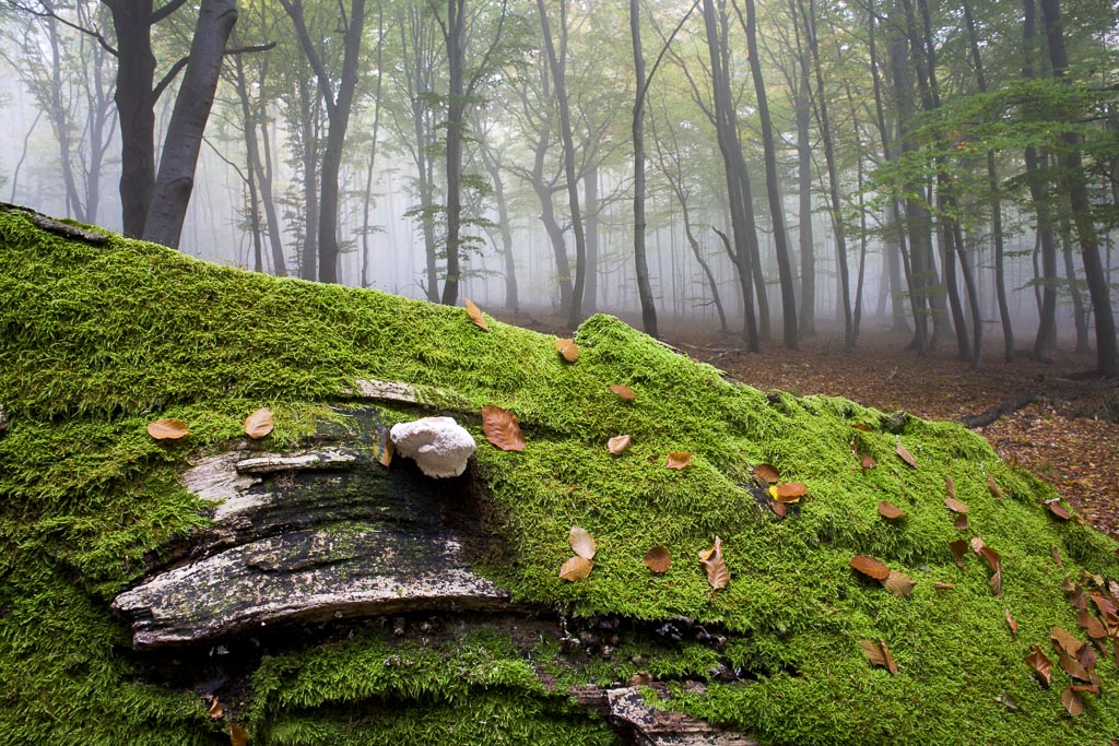 Fotoreviere in Deutschland: Spessart – Naturfotografien aus Deutschland